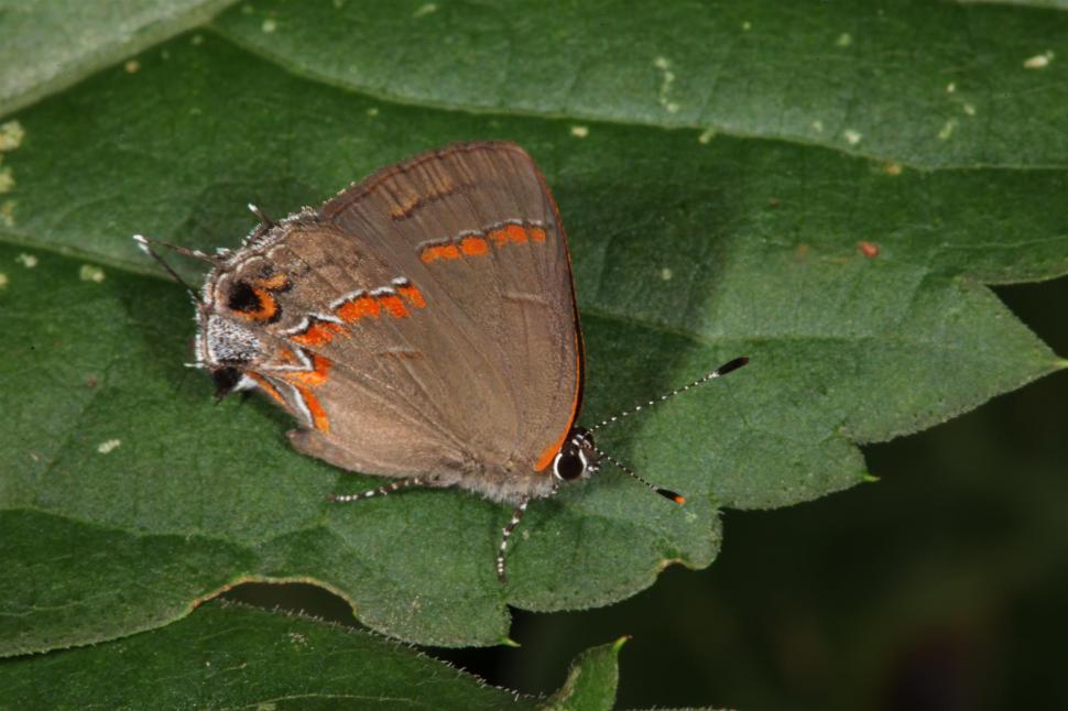 Free Stock Photo of Insects | Download Free Images and Free Illustrations