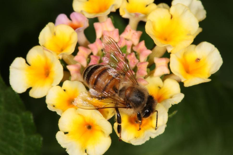 Free Stock Photo of Insects | Download Free Images and Free Illustrations