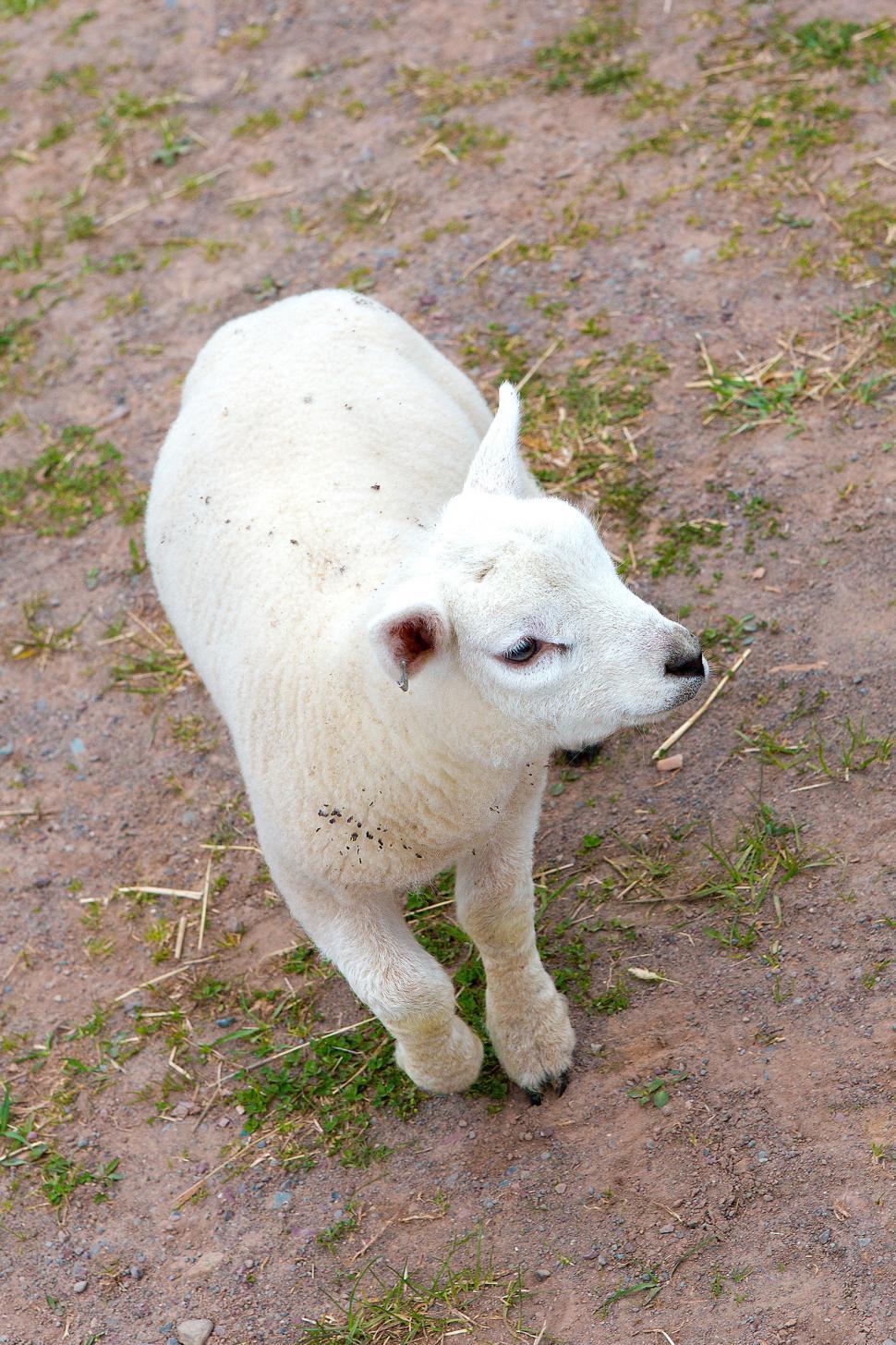 Free Stock Photo of Sheep | Download Free Images and Free Illustrations