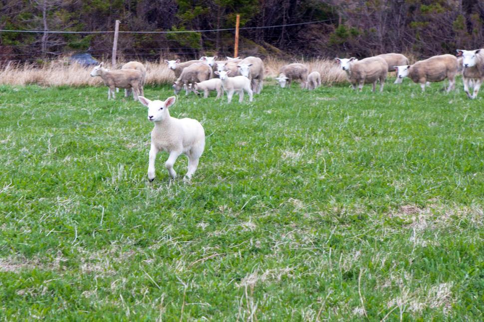 Free Stock Photo of Sheep | Download Free Images and Free Illustrations