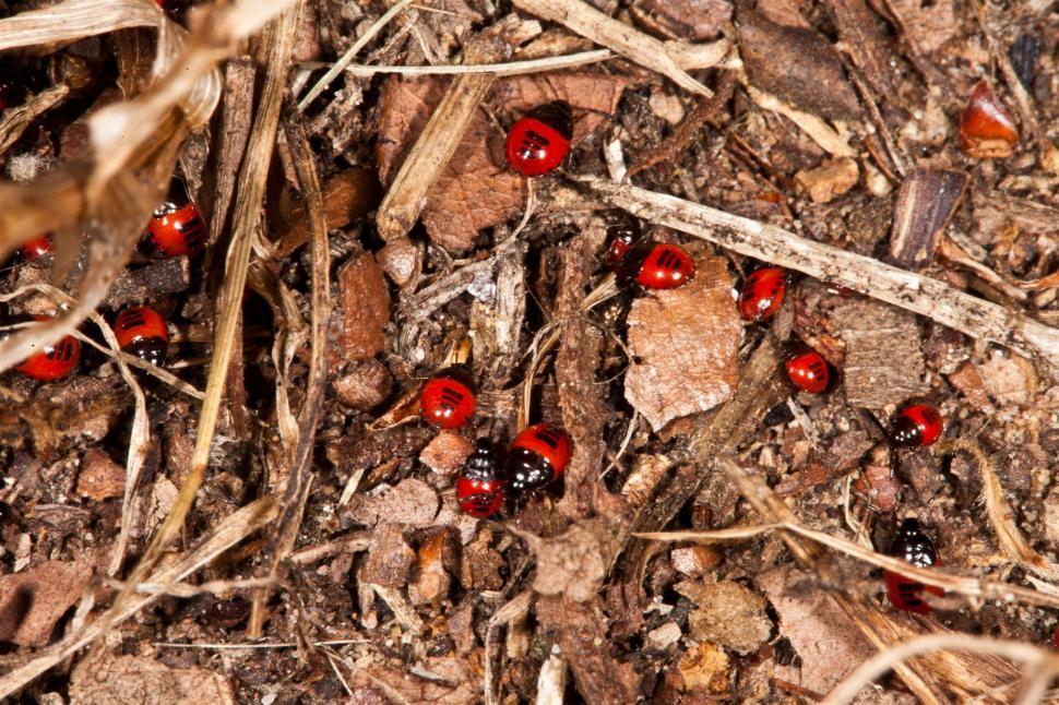 Free Stock Photo of Red and Black Beetles | Download Free Images and ...