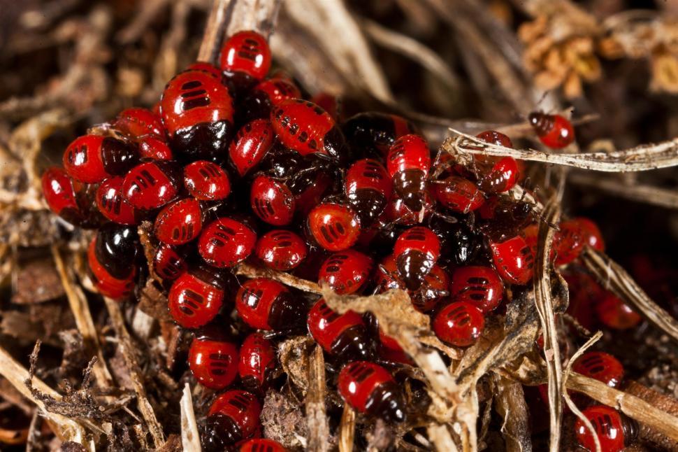 Free Stock Photo of Red and Black Beetles | Download Free Images and ...
