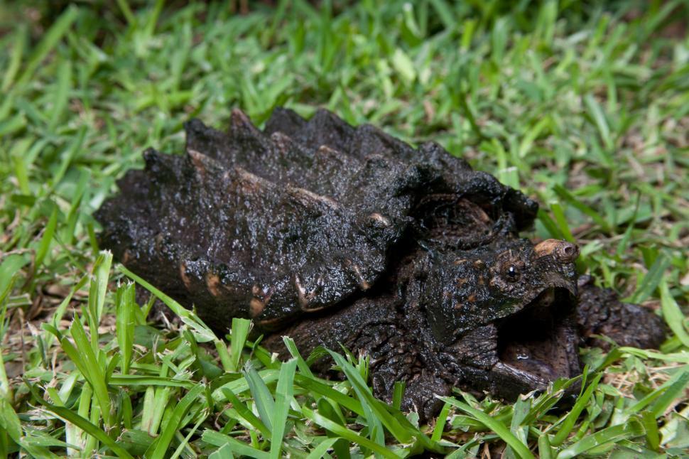 Free Stock Photo of Alligator Snapping Turtle | Download Free Images ...