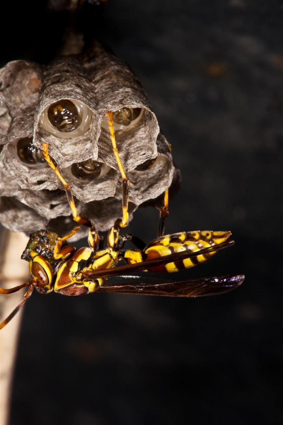 Free Stock Photo of Paper Wasp macro | Download Free Images and Free ...