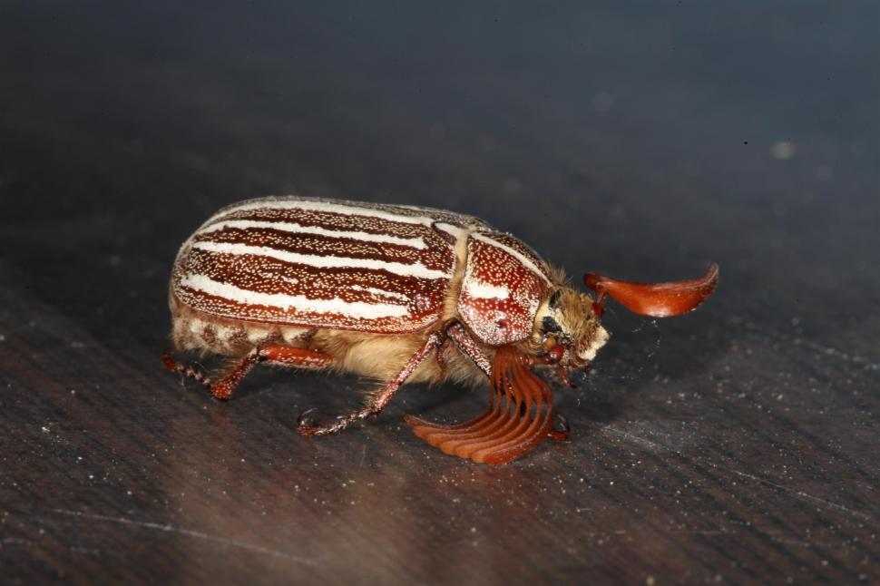 Free Stock Photo of Ten Lined Junebug | Download Free Images and Free ...