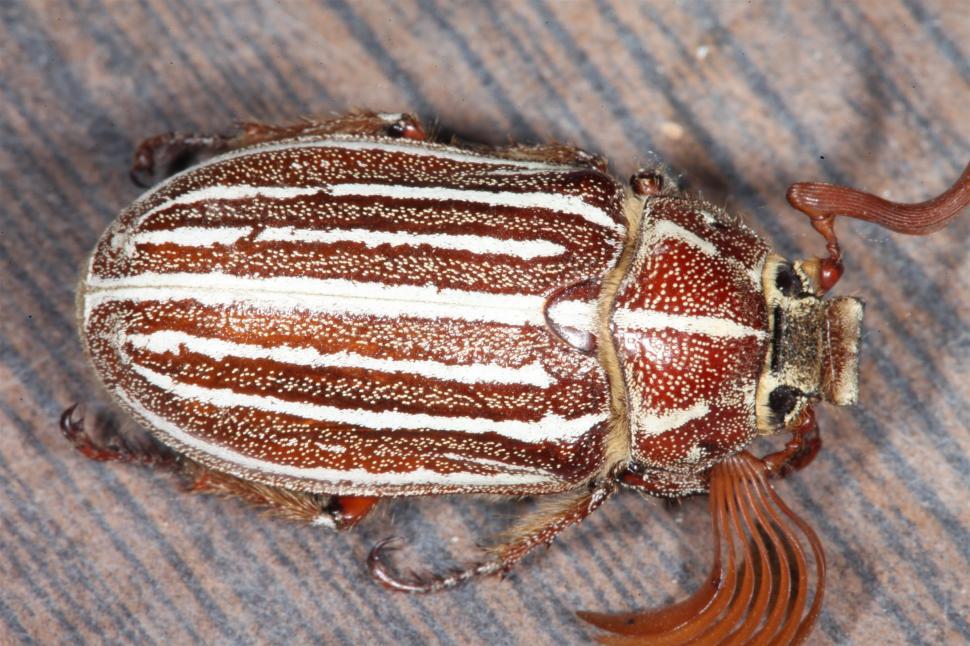 Free Stock Photo of Ten Lined Junebug | Download Free Images and Free ...