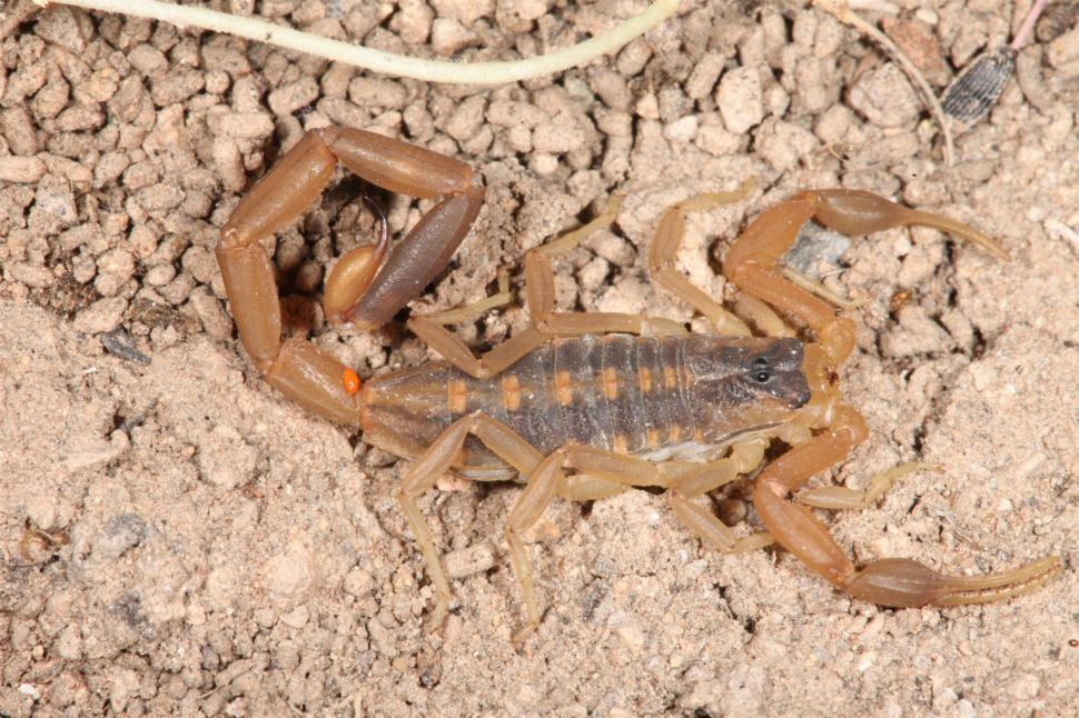 Free Stock Photo of Scorpion | Download Free Images and Free Illustrations