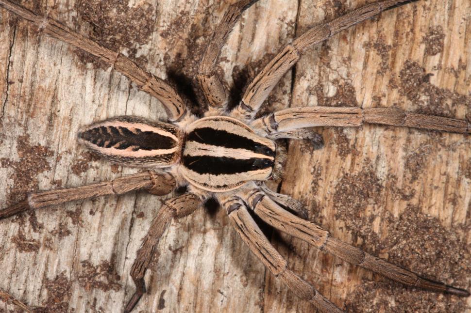 Free Stock Photo of Spider macro | Download Free Images and Free ...