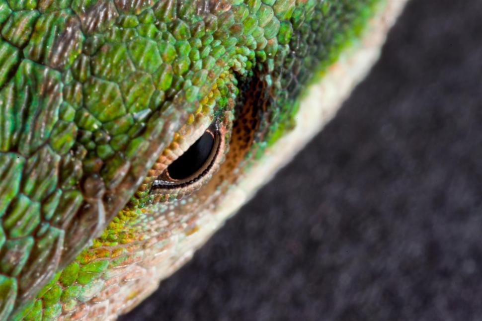 Free Stock Photo of Green Anole Lizard Eye macro | Download Free Images ...