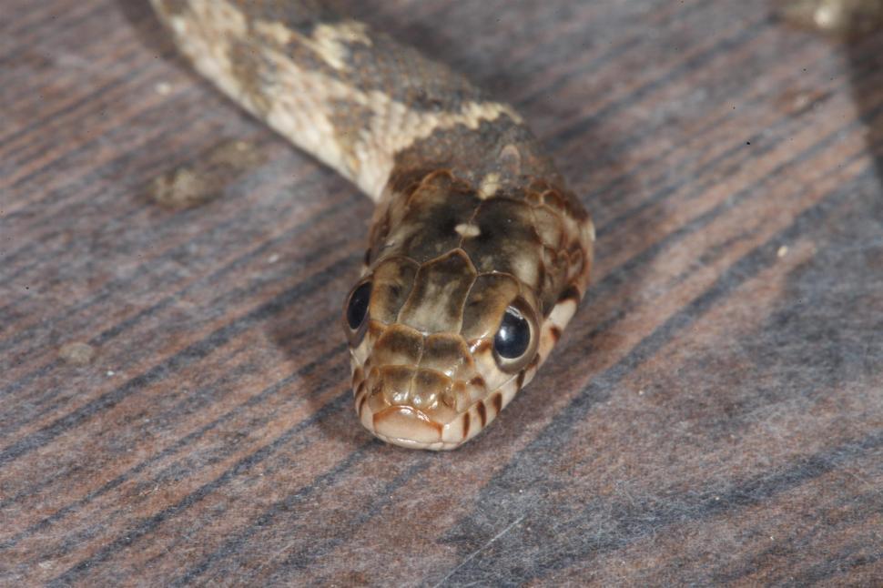 Free Stock Photo of Blotched Watersnake | Download Free Images and Free ...