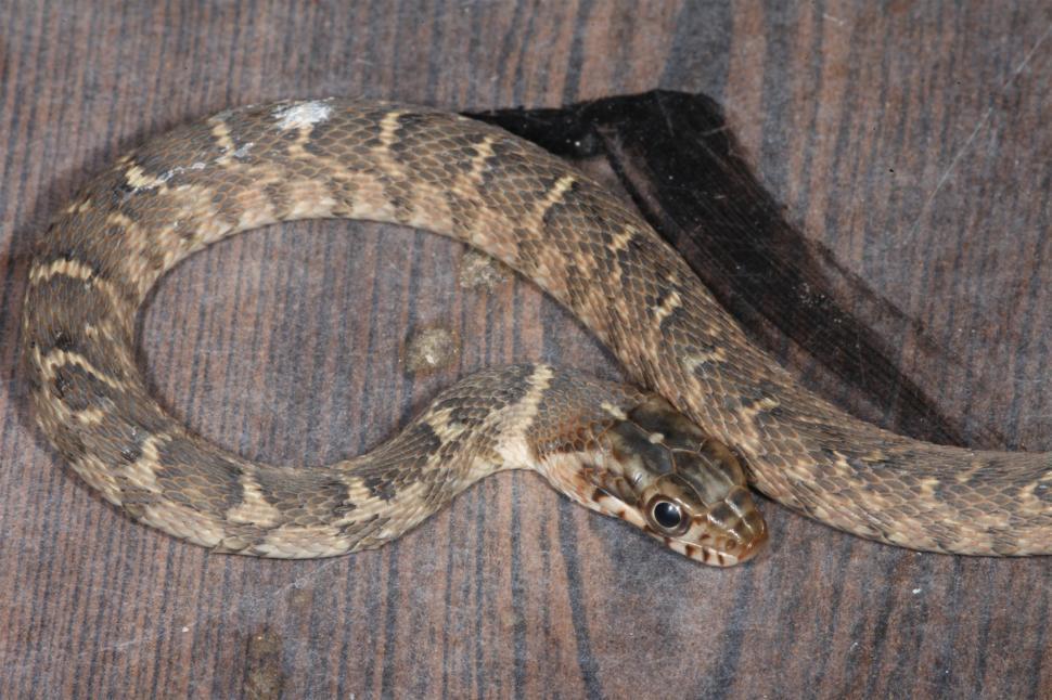 Free Stock Photo of Blotched Watersnake | Download Free Images and Free ...