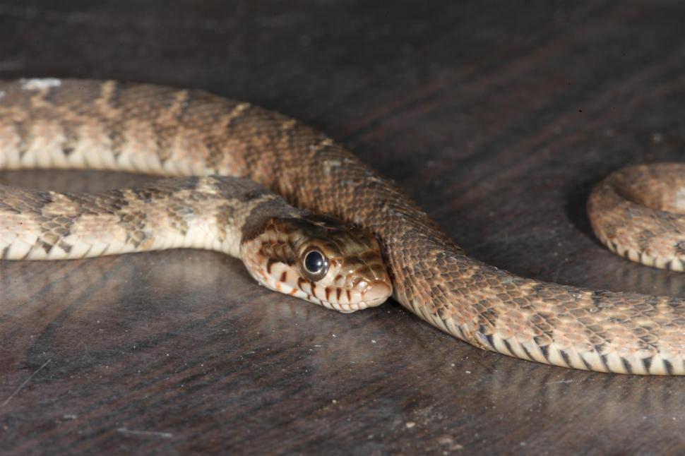 Free Stock Photo of Blotched Watersnake | Download Free Images and Free ...