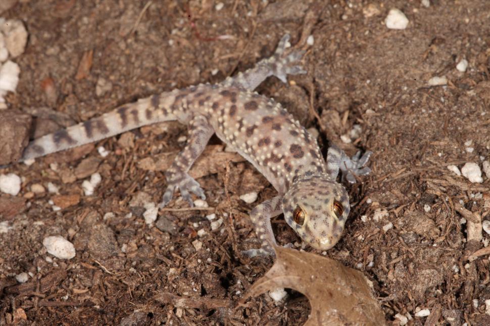 Free Stock Photo of Mediterranean Gecko Macro | Download Free Images ...