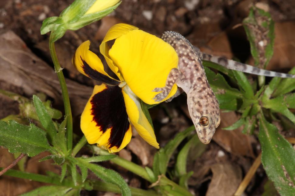 Free Stock Photo of Mediterranean Gecko Macro | Download Free Images ...