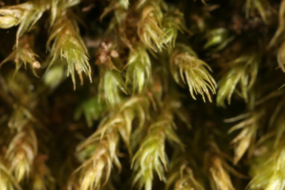 Free Stock Photo of Moss macro | Download Free Images and Free ...