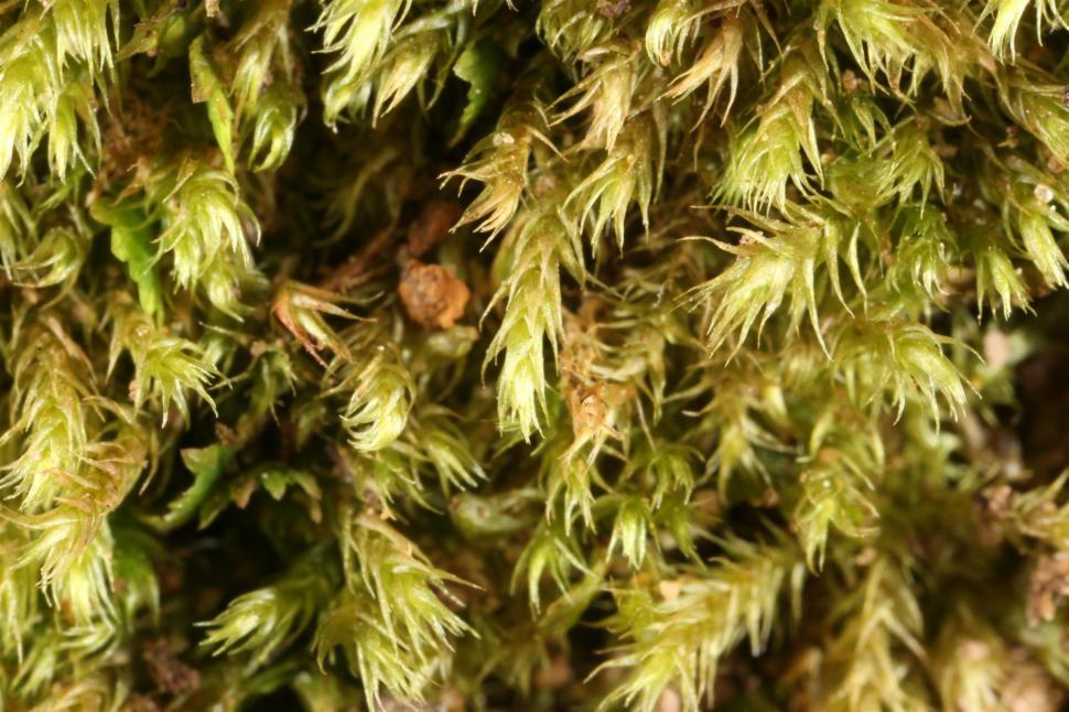 Free Stock Photo of Moss macro | Download Free Images and Free ...