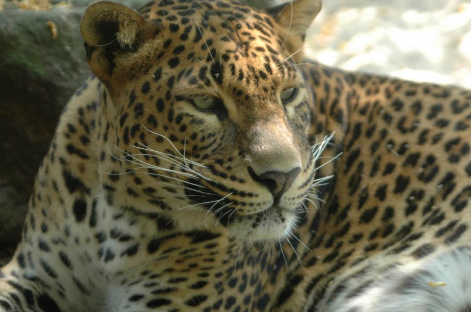 Free Stock Photo of Animals | Download Free Images and Free Illustrations