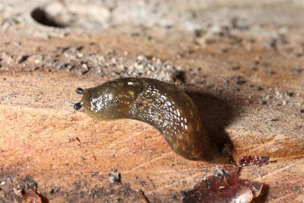 Free Stock Photo of Slug Macro | Download Free Images and Free ...