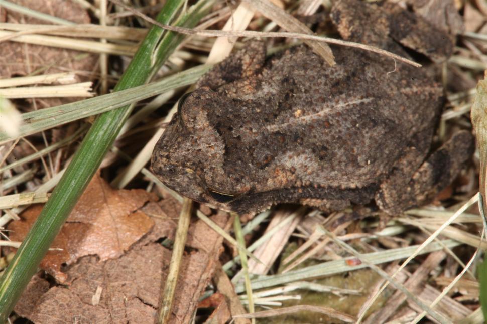Free Stock Photo of Baby Toad Macro | Download Free Images and Free ...