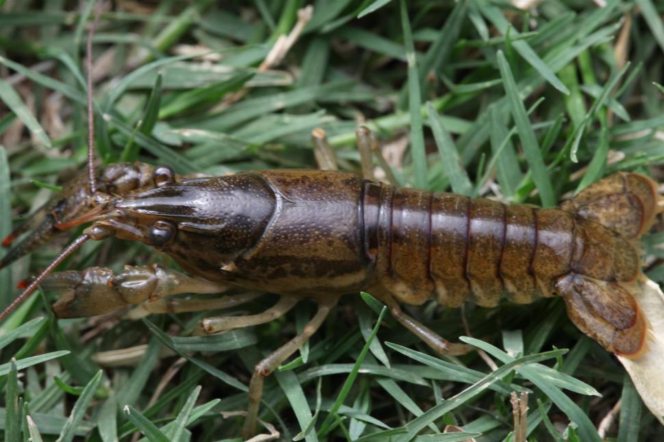 Free Stock Photo of Crawfish | Download Free Images and Free Illustrations