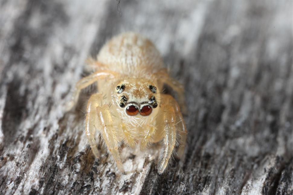 Free Stock Photo of White Jumping Spider macro shot | Download Free ...