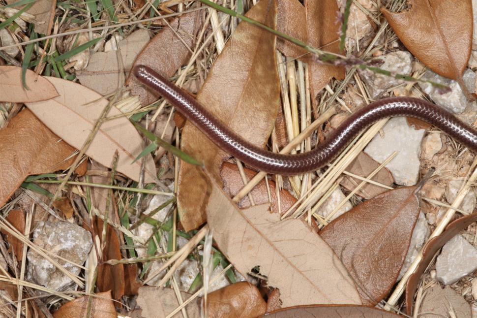 Free Stock Photo of Texas Blind Snake | Download Free Images and Free ...