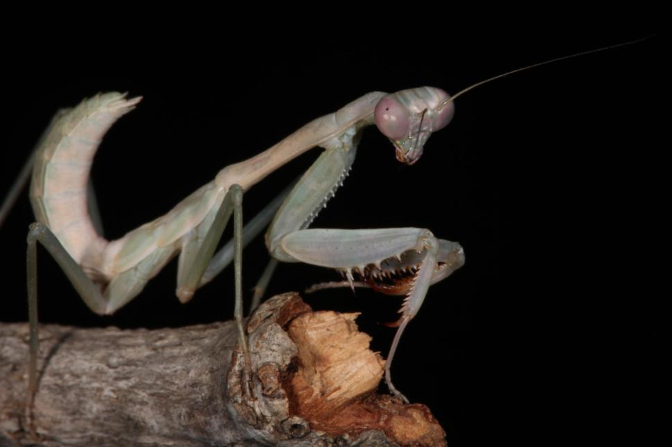 Free Stock Photo of Praying Mantis | Download Free Images and Free ...