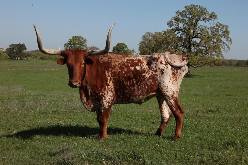 Free Stock Photo of Longhorns | Download Free Images and Free Illustrations