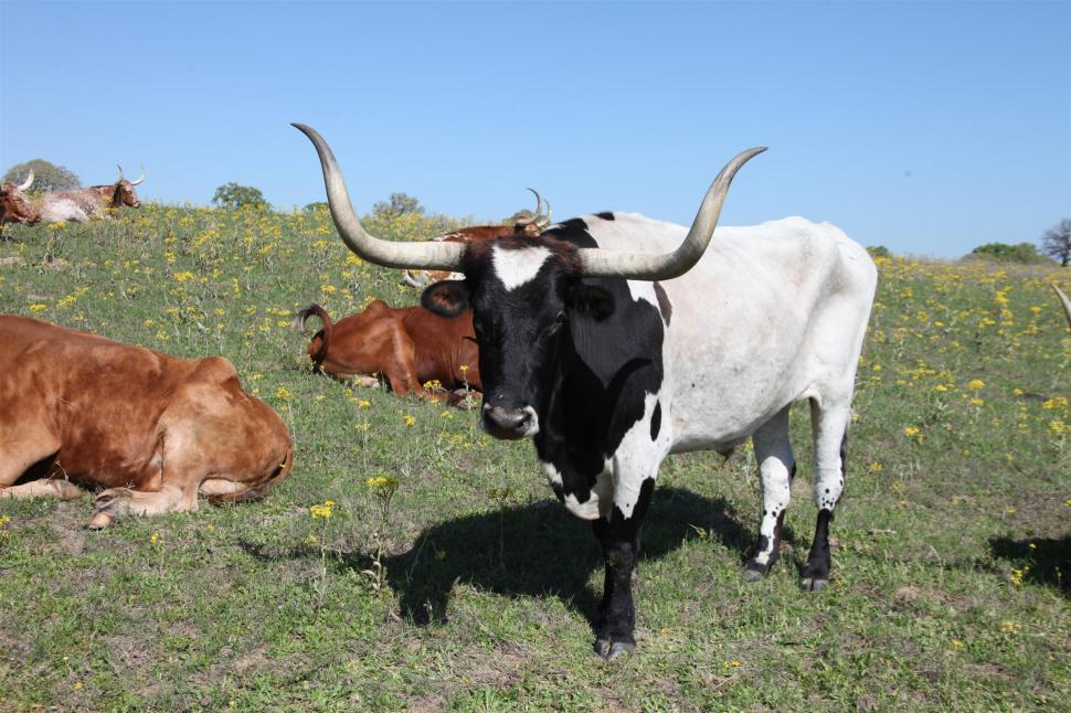Free Stock Photo of Longhorns | Download Free Images and Free Illustrations