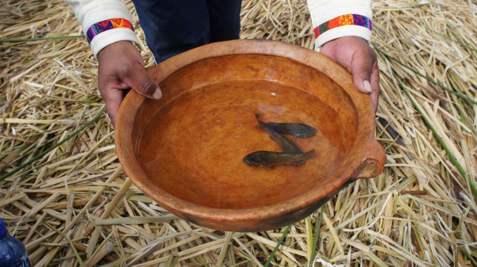 Free Stock Photo of Offering of Food | Download Free Images and Free ...