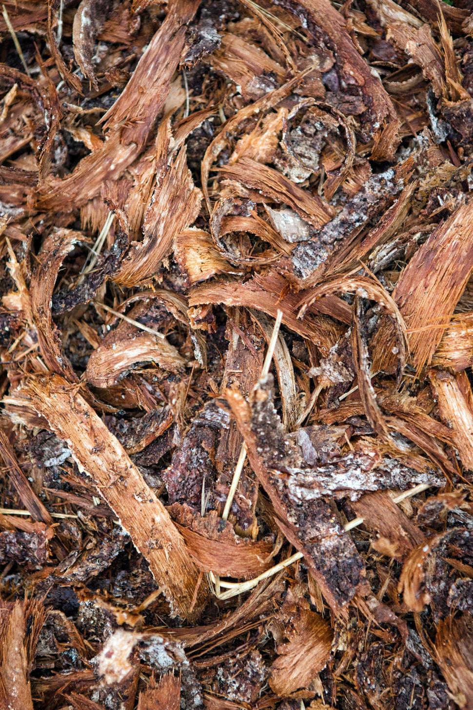 Free Stock Photo of Tree bark | Download Free Images and Free Illustrations