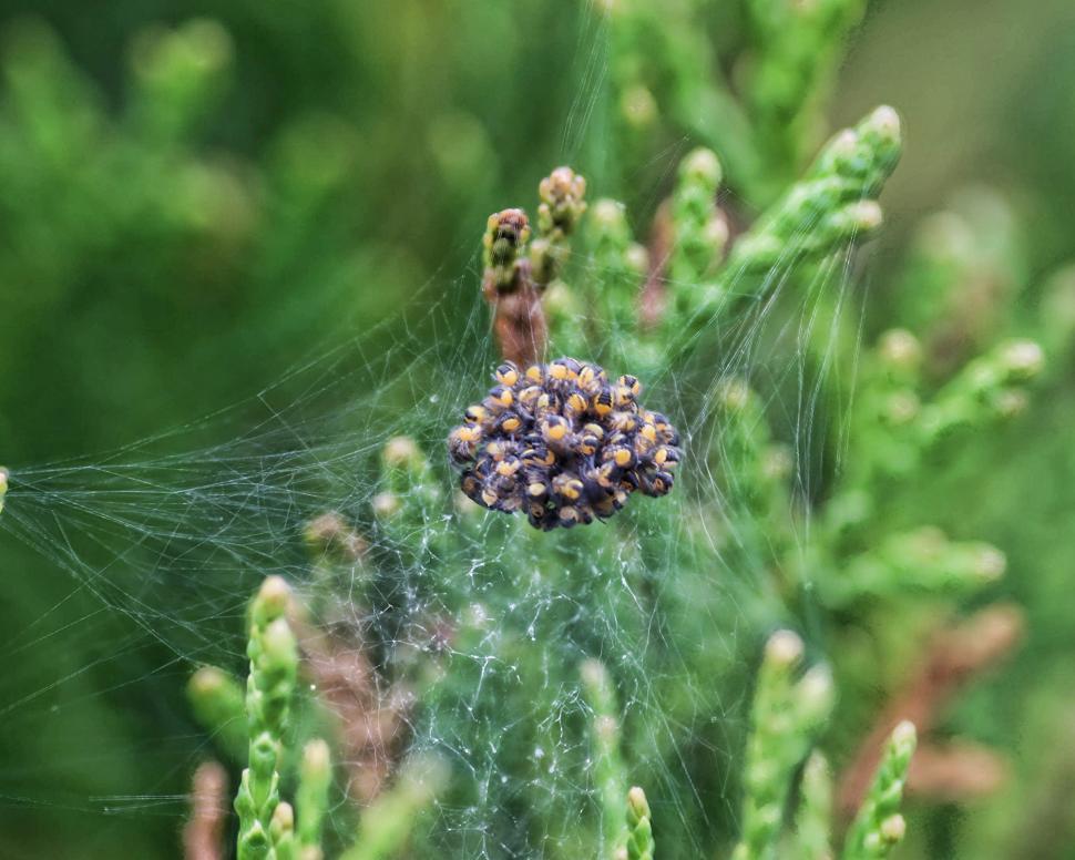 Free Stock Photo of Spiders | Download Free Images and Free Illustrations