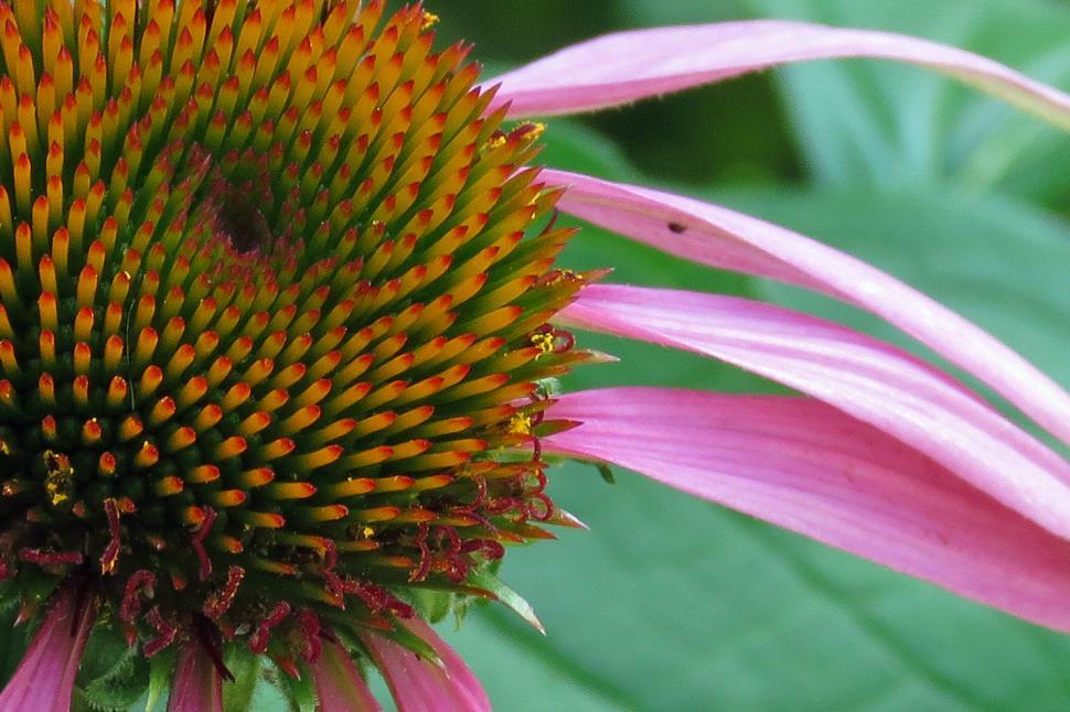 Free Stock Photo of Close Up of a Purple Coneflower in Bloom in Early ...