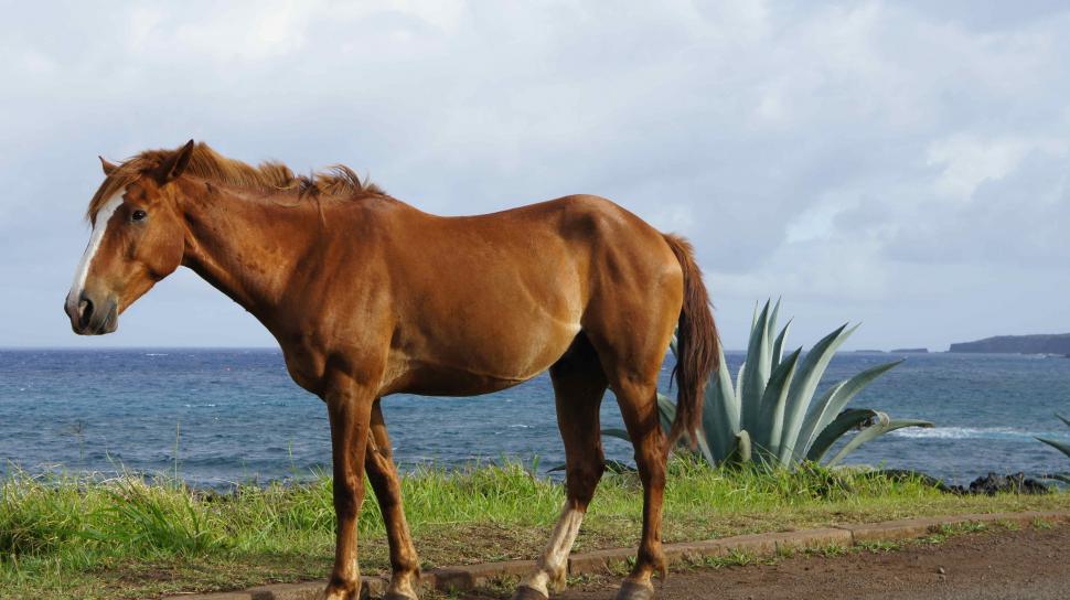 Free Stock Photo of Horses on the Beach | Download Free Images and Free ...