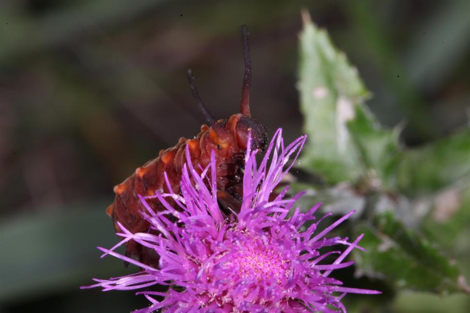 Free Stock Photo of Pipevine Swallowtail Caterpillar red phase ...