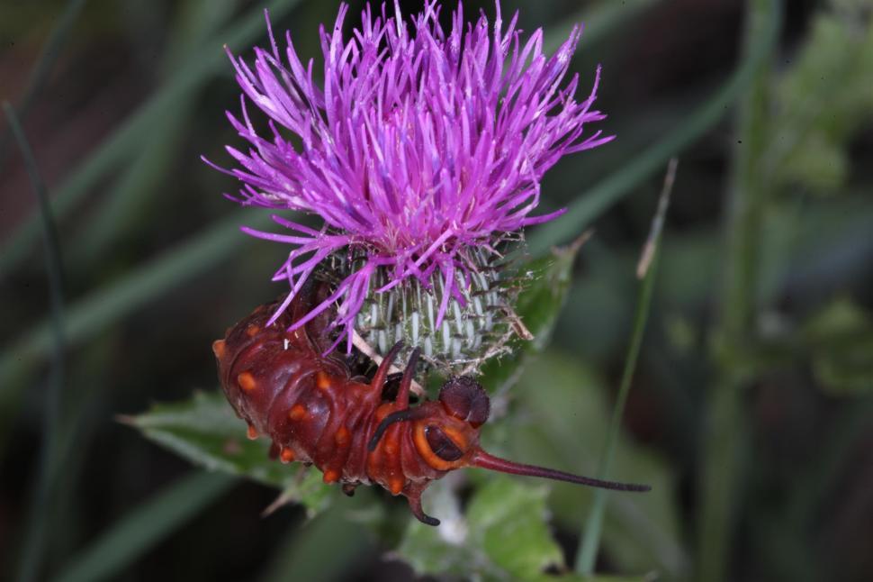 Free Stock Photo of Pipevine Swallowtail Caterpillar red phase ...