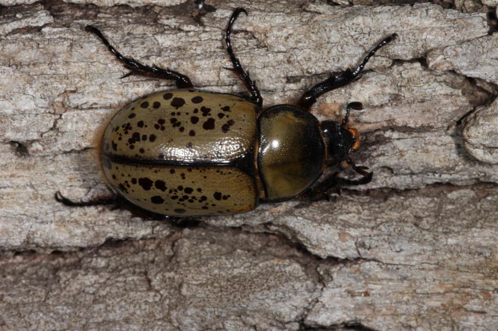 Free Stock Photo of Eastern Hercules Beetle | Download Free Images and ...