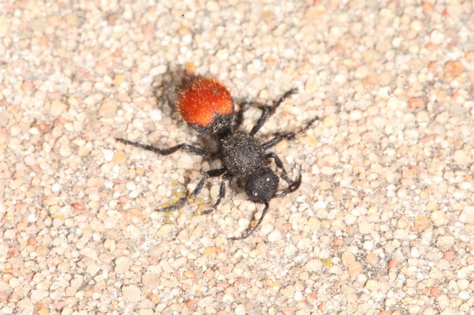 Free Stock Photo of Velvet ant | Download Free Images and Free ...