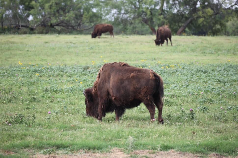 Free Stock Photo of Buffalo pictures | Download Free Images and Free ...