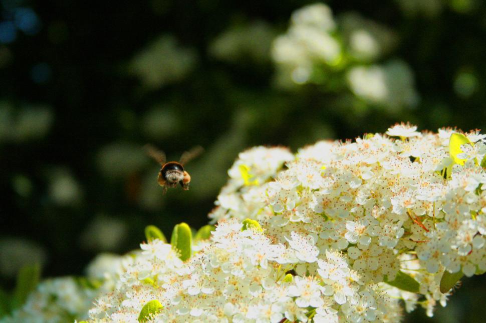 Free Stock Photo of Flying Bee | Download Free Images and Free ...