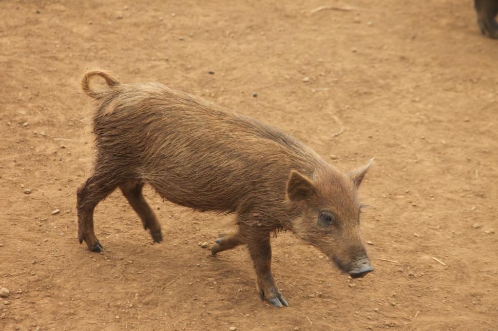 Free Stock Photo of Feral Pigs | Download Free Images and Free ...