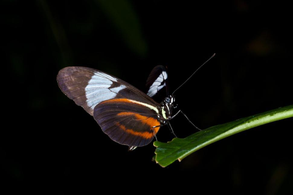 Free Stock Photo of Butterfly | Download Free Images and Free Illustrations