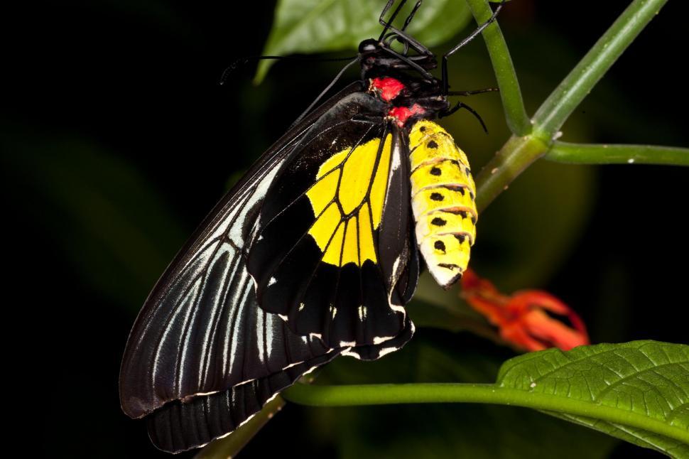 Free Stock Photo of Butterfly | Download Free Images and Free Illustrations