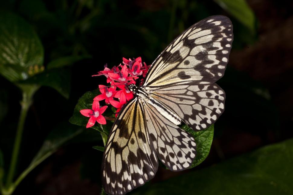 Free Stock Photo of Butterfly | Download Free Images and Free Illustrations