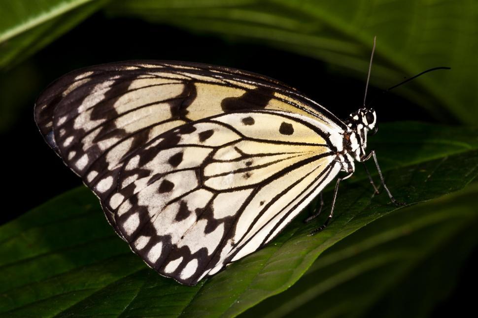 Free Stock Photo of Butterfly | Download Free Images and Free Illustrations