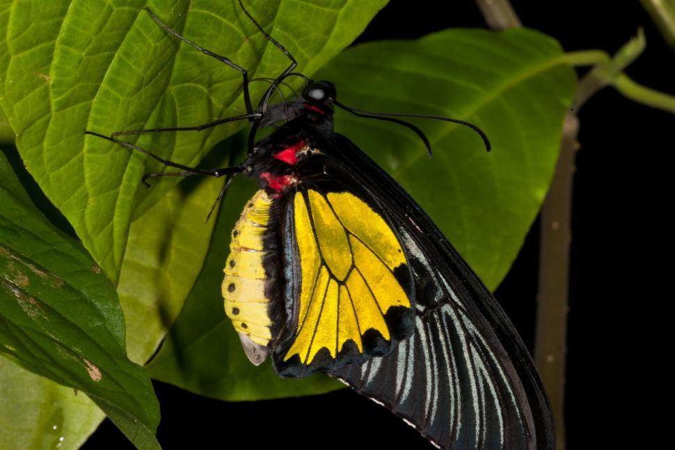 Free Stock Photo of Butterfly | Download Free Images and Free Illustrations