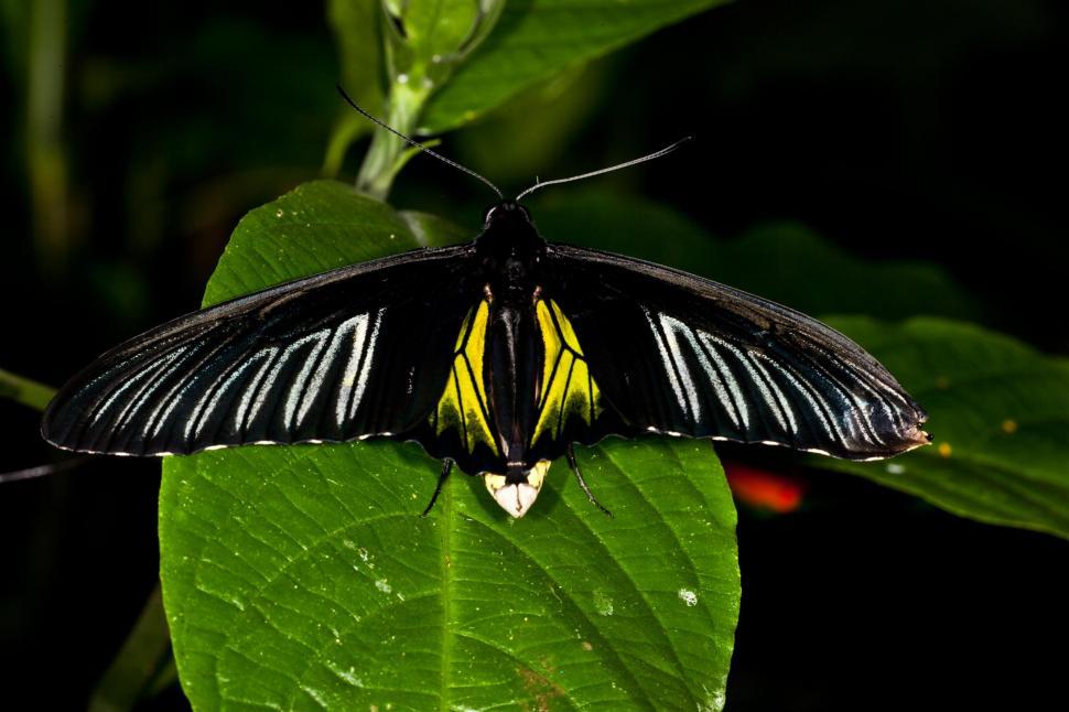 Free Stock Photo of Butterfly | Download Free Images and Free Illustrations