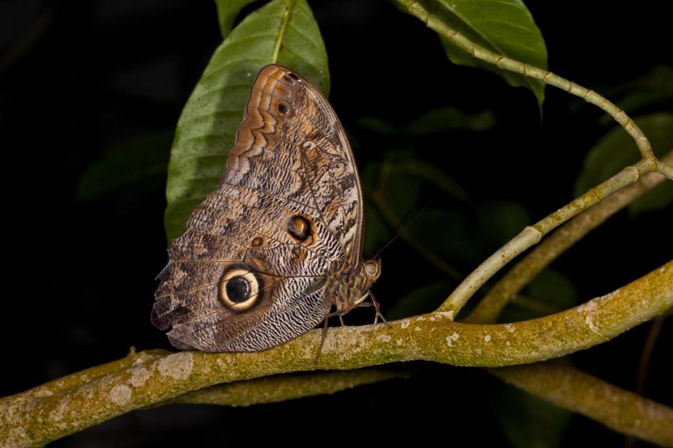 Free Stock Photo of Butterfly | Download Free Images and Free Illustrations