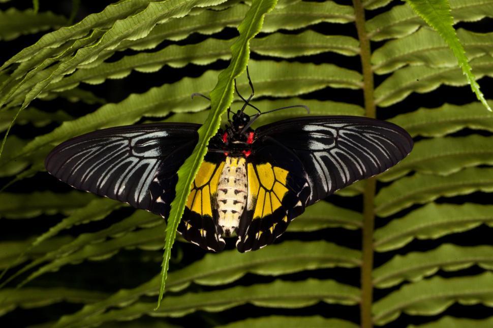 Free Stock Photo of Butterfly | Download Free Images and Free Illustrations