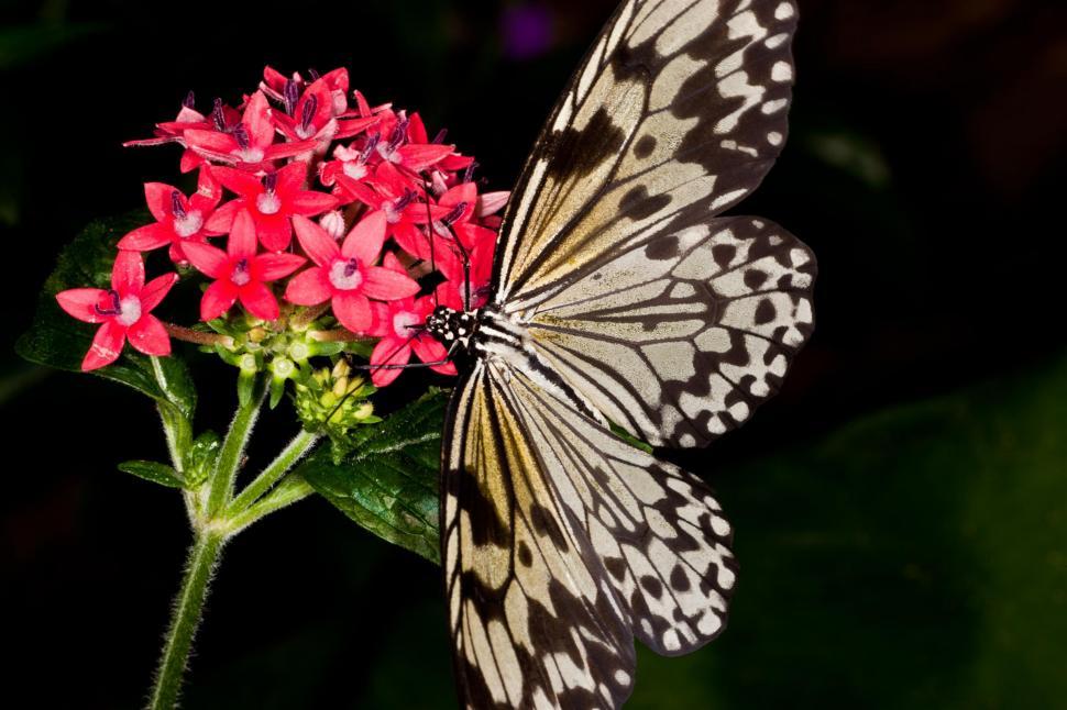 Free Stock Photo of Butterflies | Download Free Images and Free ...